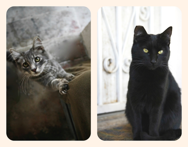 Furry Friends of Muir