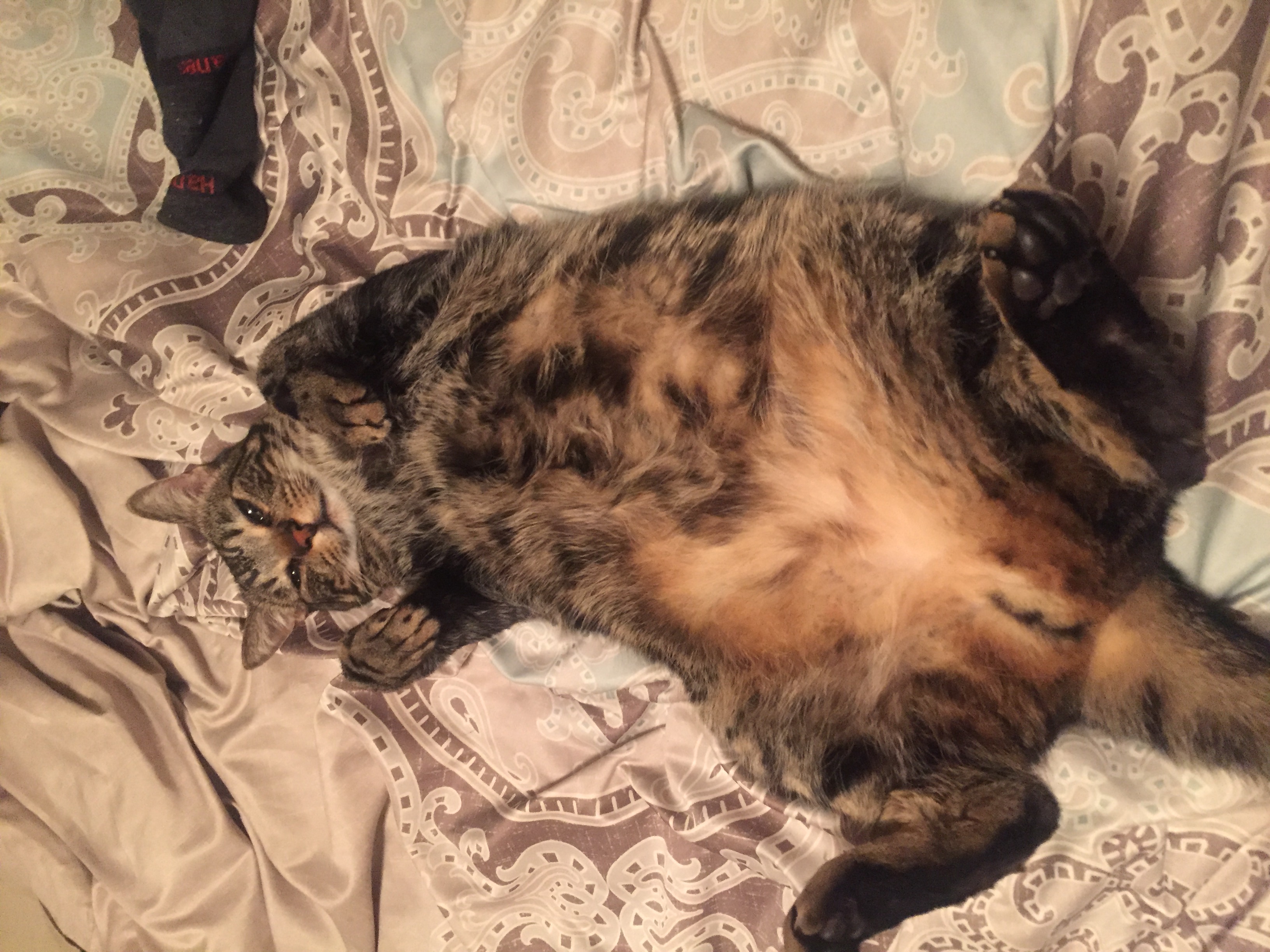 Furry Friends of Muir